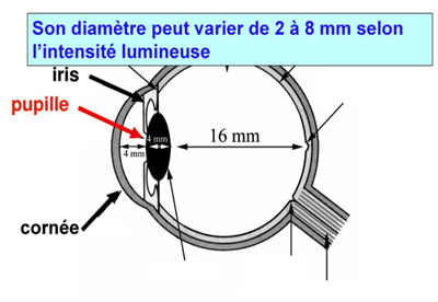 L'oeil humain